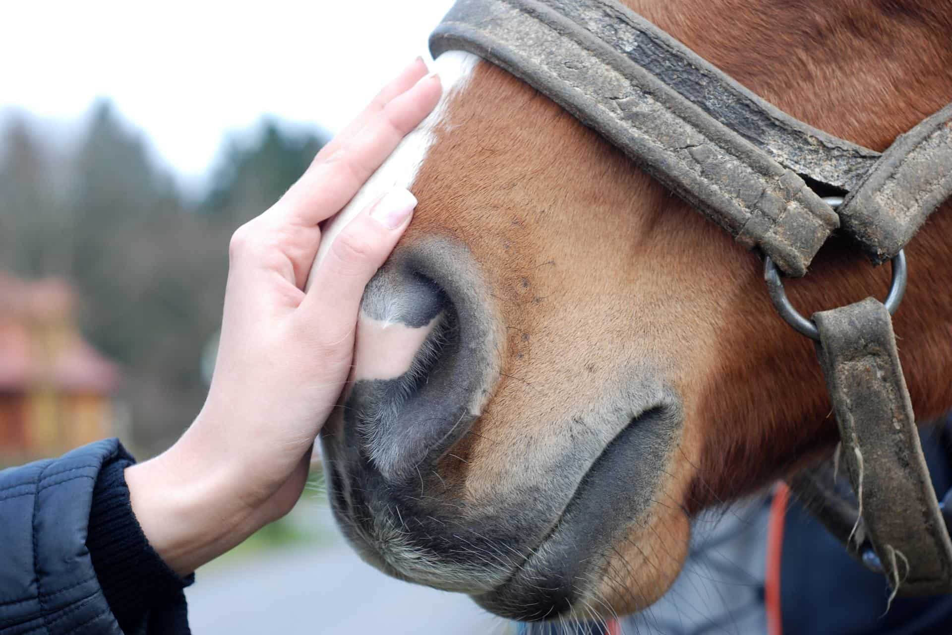 Equine Horse Care Guide: Essential Care, Nutrition, Grooming and Healt ...