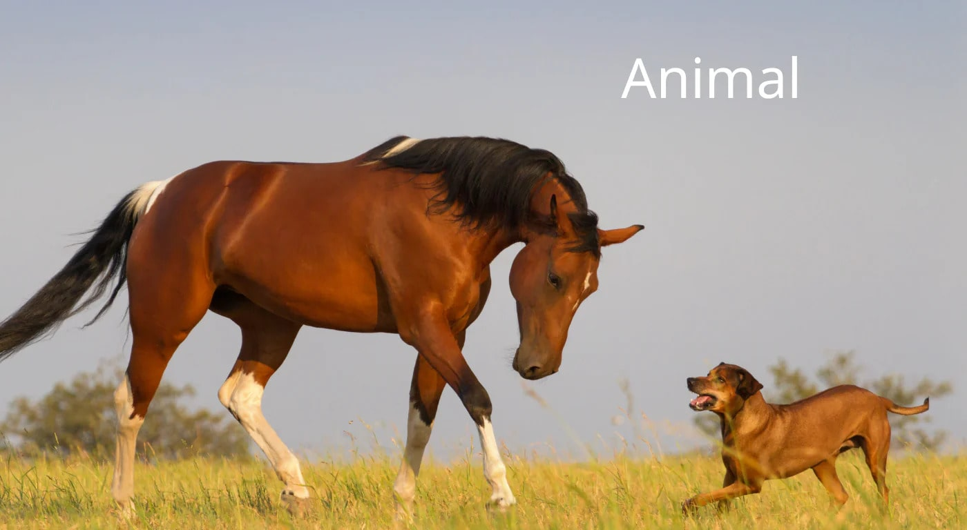 Animal – Botanica International Ltd